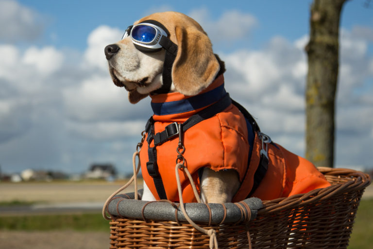 Fliegen mit Hund: Tipps und Preise der Airlines - Urlaubstracker.at