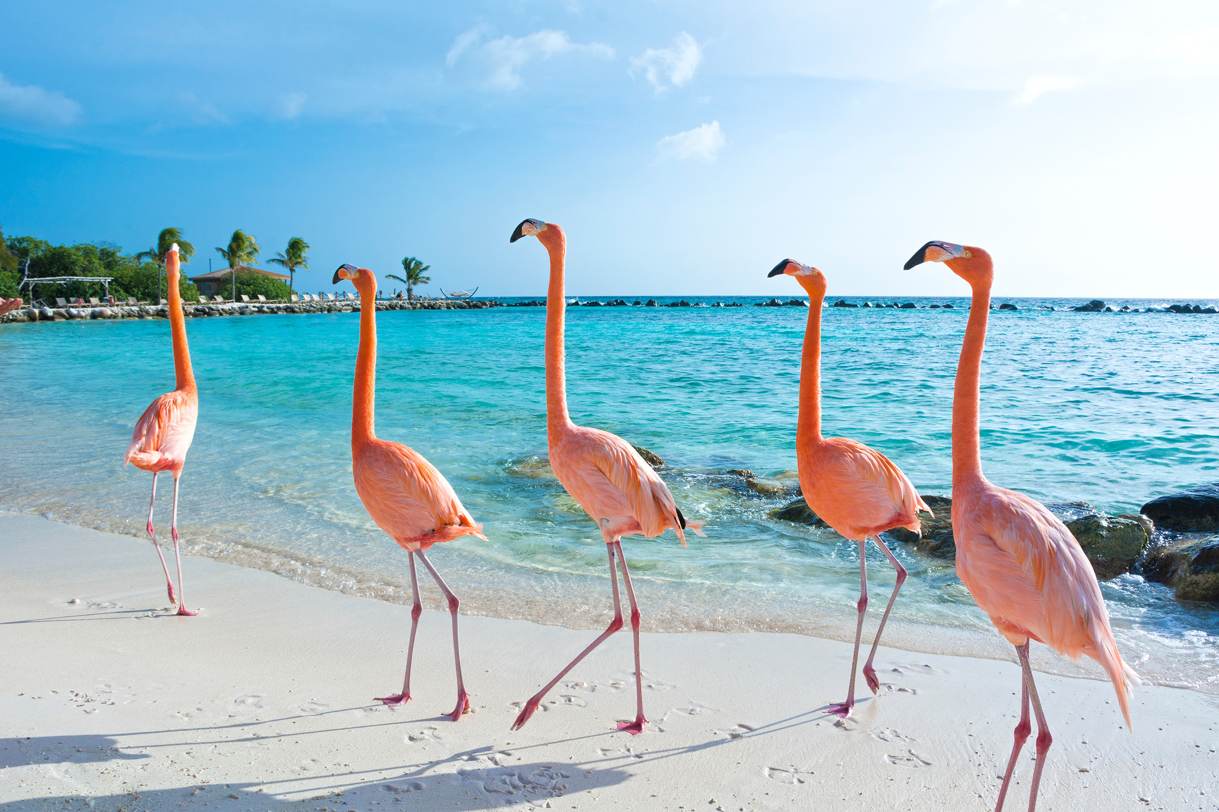 Aruba Tipps: Traumstrände, Sightseeing & Flamingos – Urlaubstracker.at